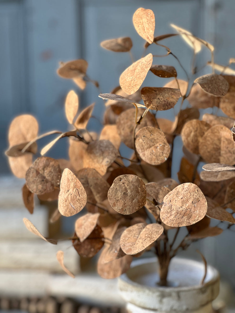 Tan Leaf Bush – Sugar N Milk Co